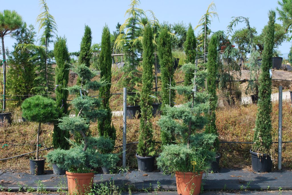 Différents conifères - Pépinière de Penhouët
